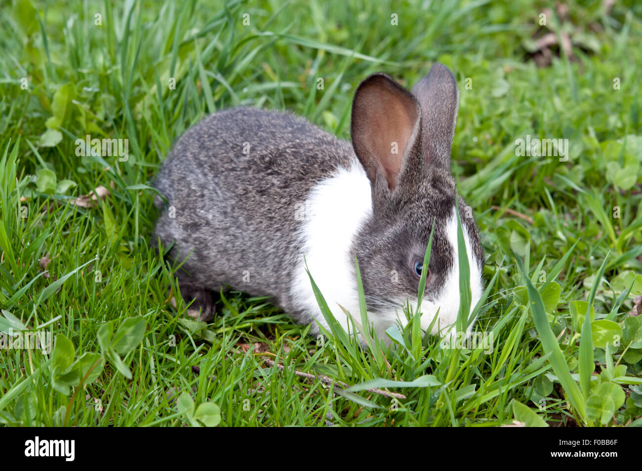 little rabbit is on a pasture Stock Photo - Alamy
