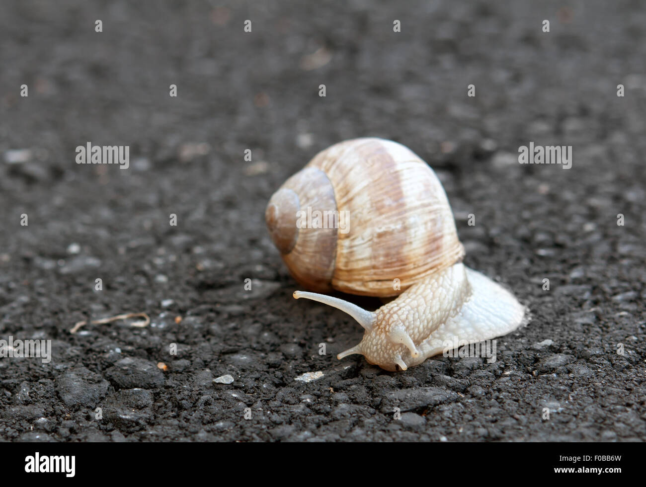 snail crawling on the road Stock Photo - Alamy