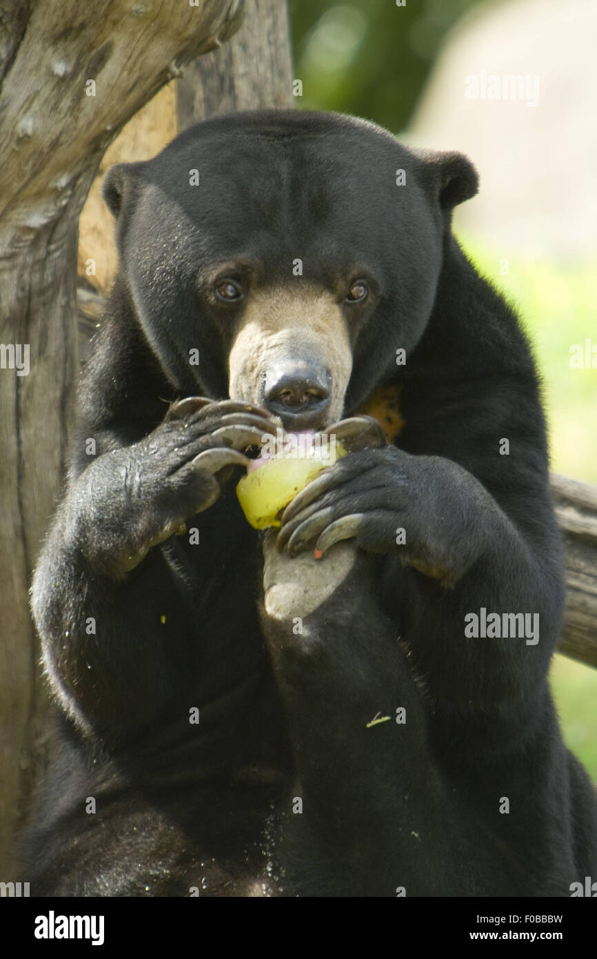 Sun bear tree food hi-res stock photography and images - Alamy