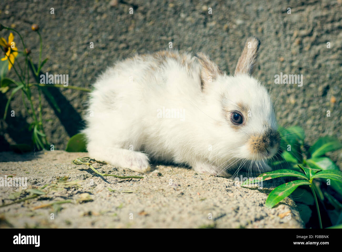 Cute and little rabbit sitting on stone Stock Photo - Alamy
