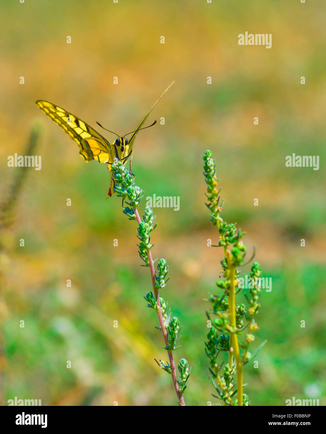 Butterfly sitting on flower hi-res stock photography and images - Alamy