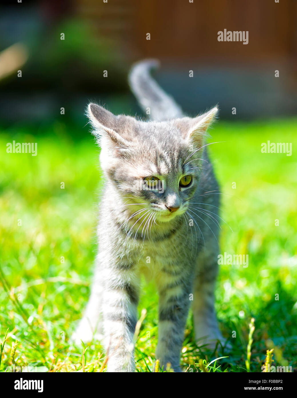 Little gray hair hi-res stock photography and images - Alamy