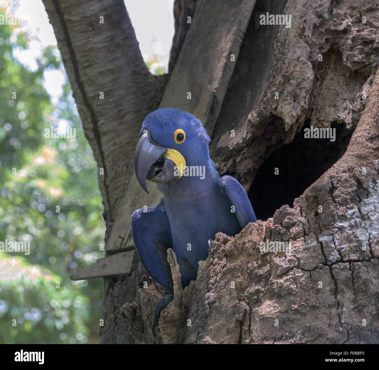 Hyacinth macaw nesting in a hollow tree, Porto Joffre, Rio Cuiaba ...