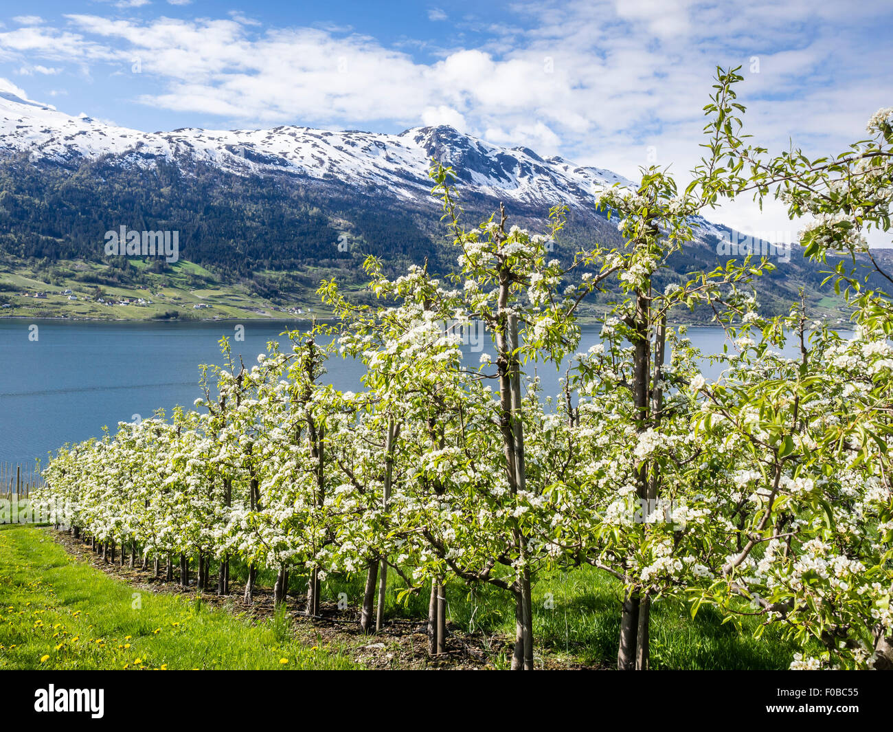 View of snow-covered mountains, fjord and apple trees in bloom, spring ...