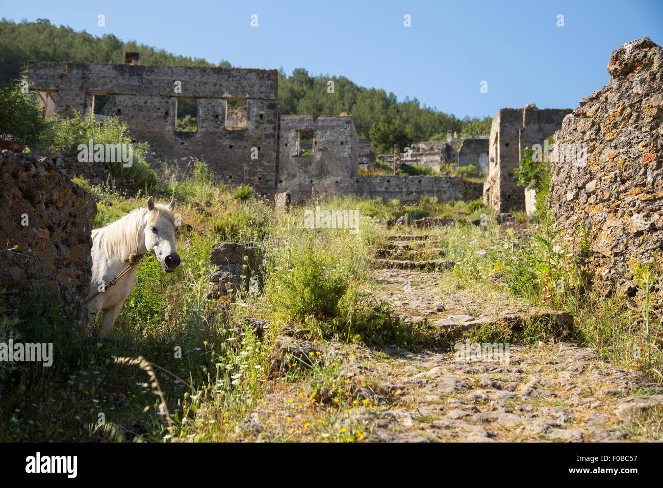 White horse looking at camera in a ghost town village Kayakoy ruins ...