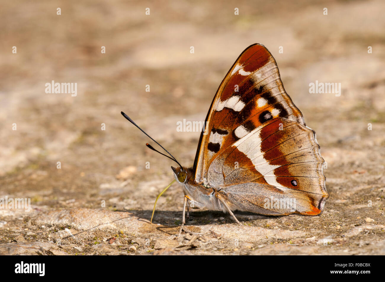 Purple Emperor butterfly (Apatura iris) a view of the underwing of an ...