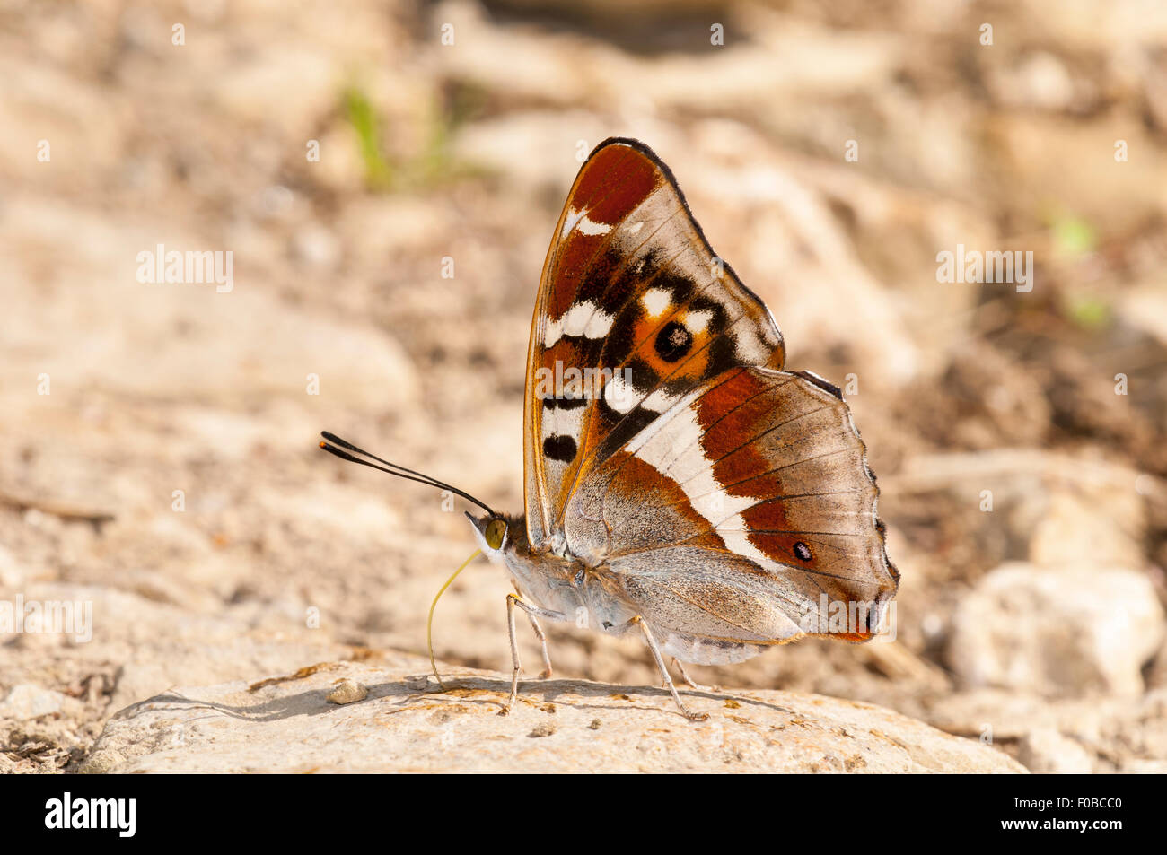 Purple Emperor butterfly (Apatura iris) a view of the underwing of an ...