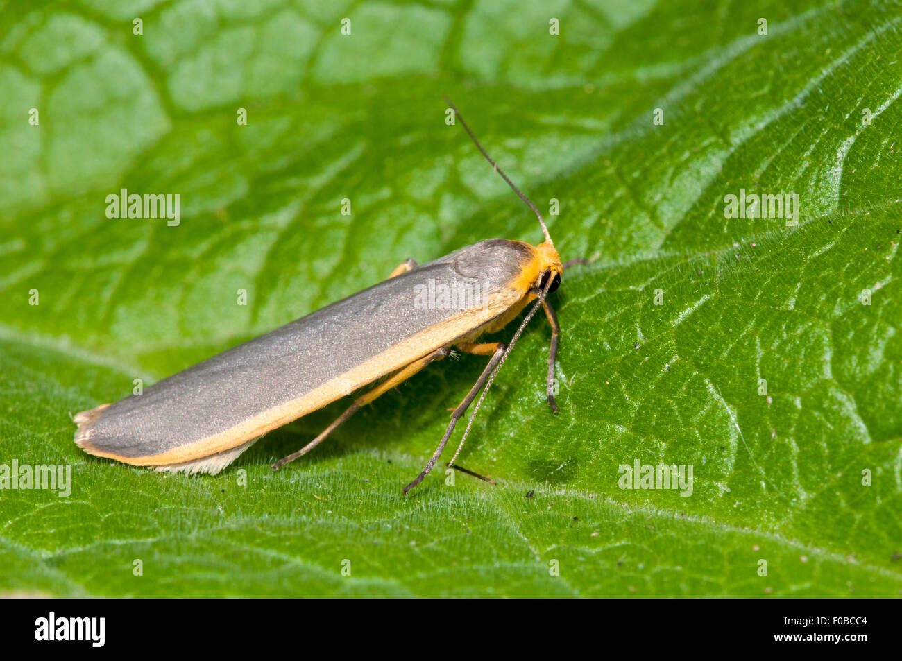 Common footman eilema lurideola hi-res stock photography and images - Alamy