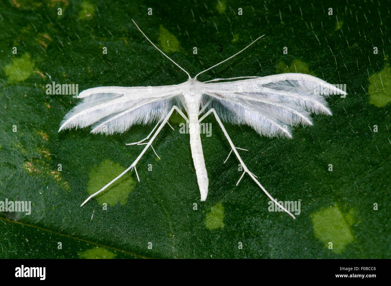 White plume moth (Pterophorus pentadactyla) adult, perched on a leaf in ...