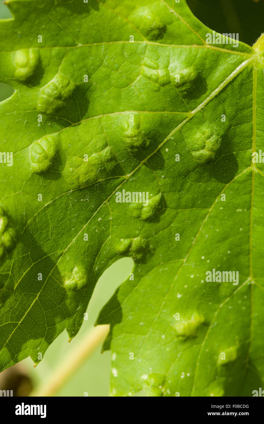 Eriophyes (colomerus vitis). Grapes desease. Attac on new leaves Stock ...