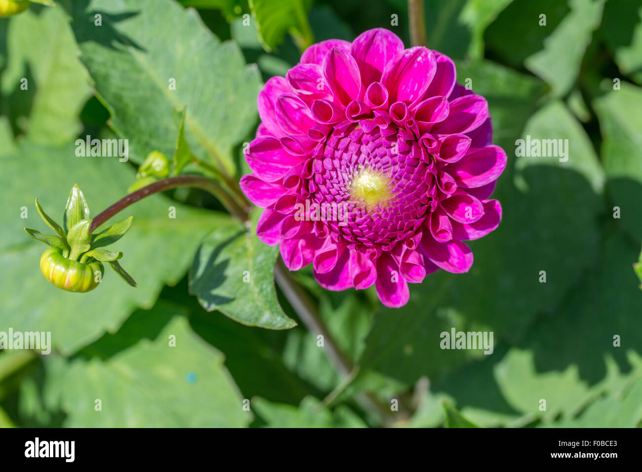Purple ball dahlia hi-res stock photography and images - Alamy