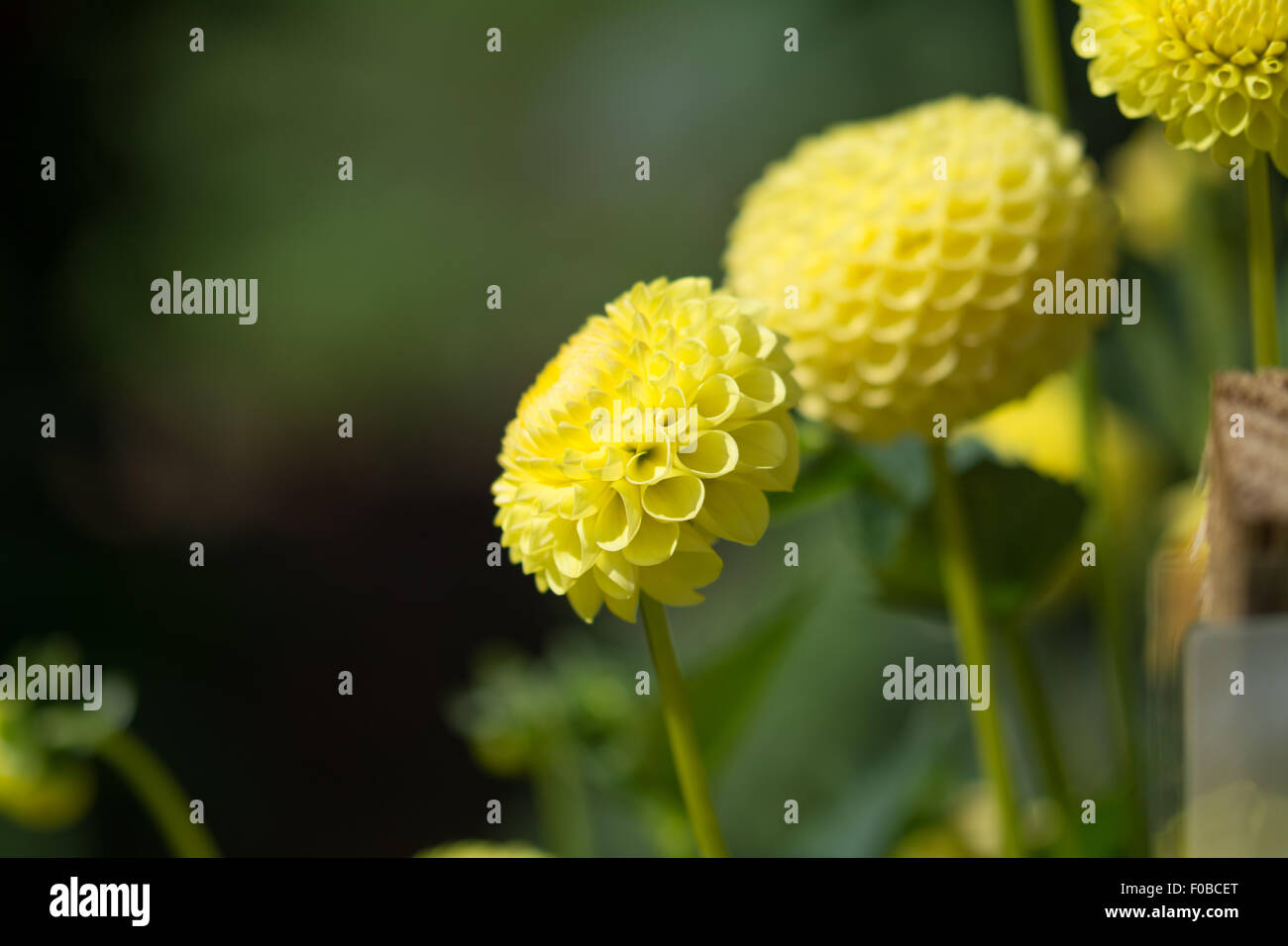 Golden ball flowers hi-res stock photography and images - Alamy