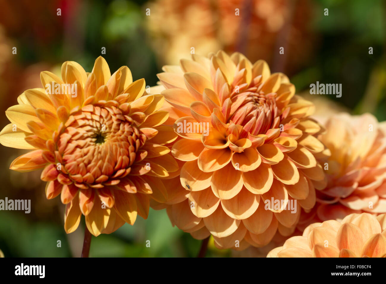 Miniature Dahlia Stock Photos & Miniature Dahlia Stock Images - Alamy