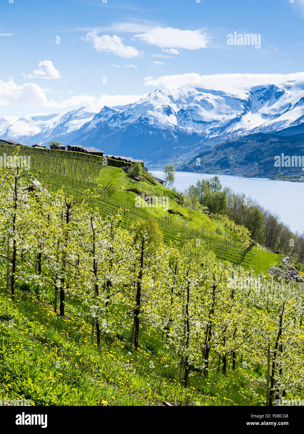 View of snow-covered mountains, fjord and apple trees in bloom ...