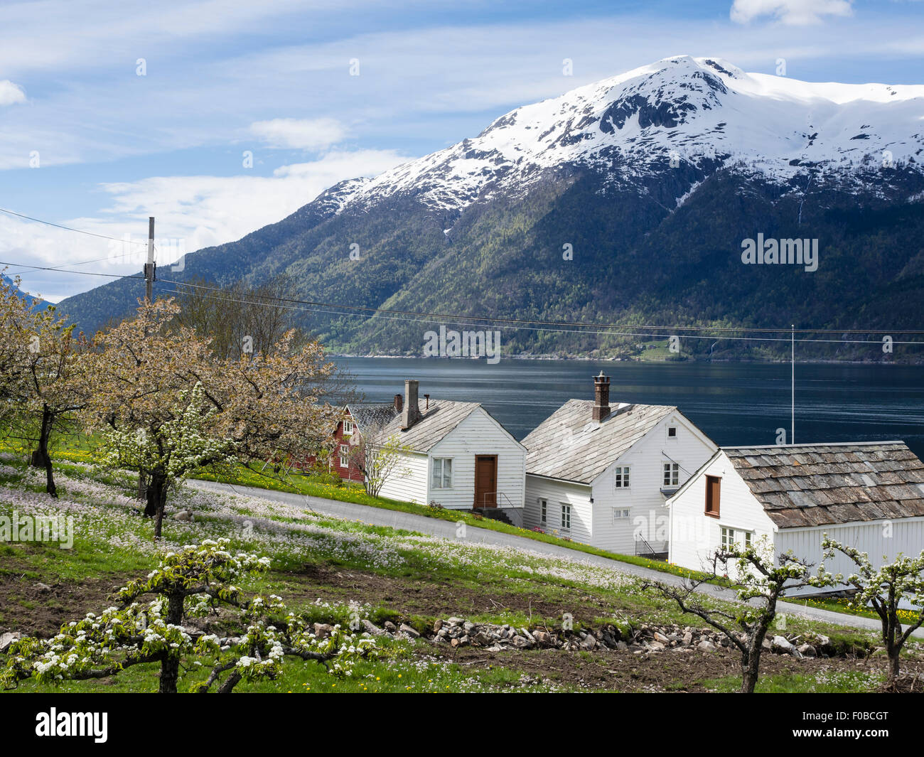 View of snow-covered mountains, fjord and apple trees in bloom, spring ...