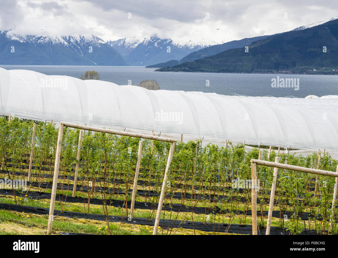 Fruit growing at Vangsnes, Sognefjord, Sogn og Fjordane, Norway Stock ...
