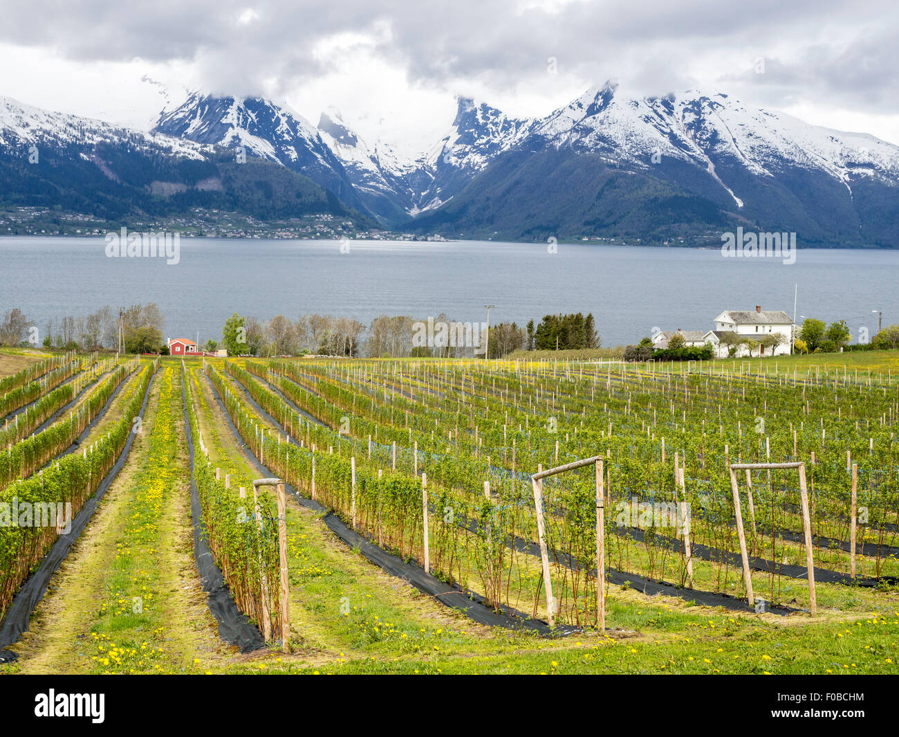 Vangsnes hi-res stock photography and images - Alamy