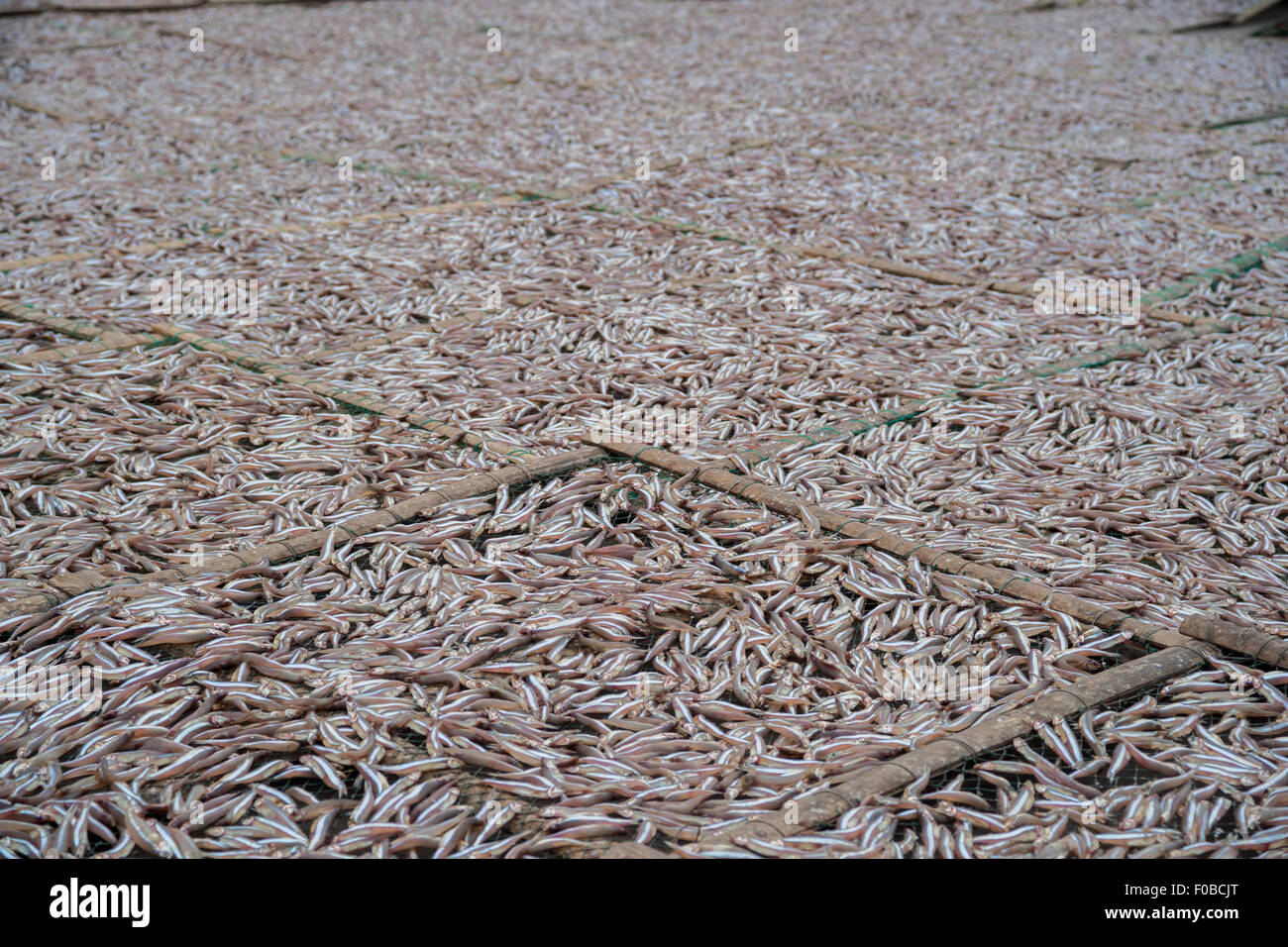 Planty of little anchovy fish drying on open air Stock Photo - Alamy