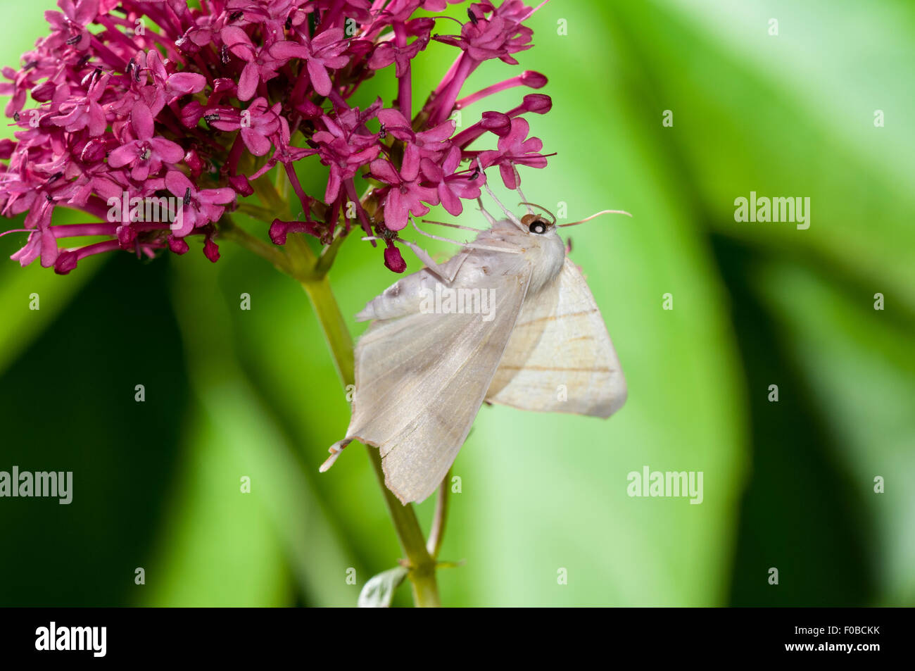 Swallow tailed moth hi-res stock photography and images - Alamy