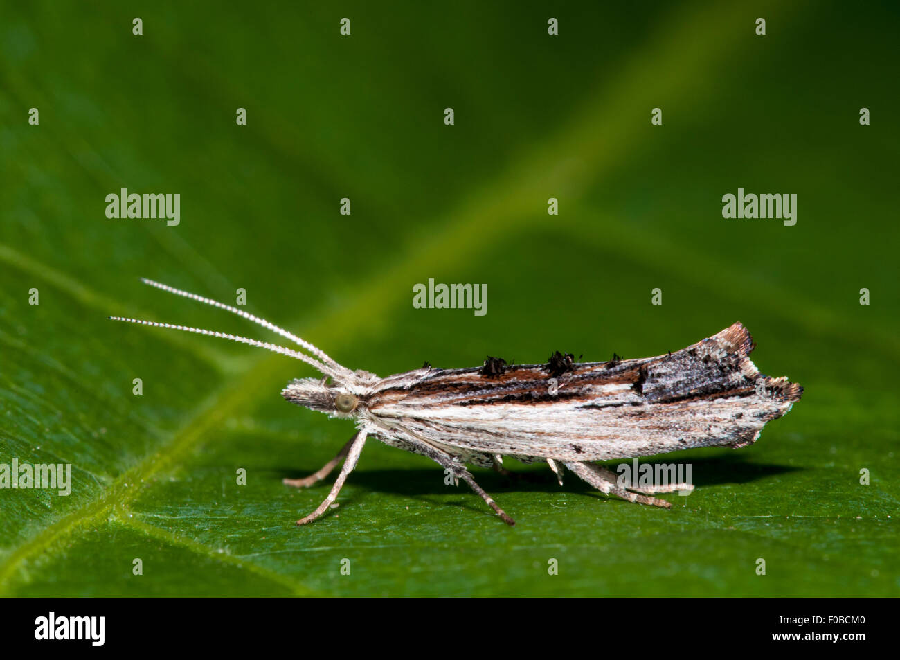Micro moth (Ypsolopha scabrella) adult perched on a leaf in a garden in ...