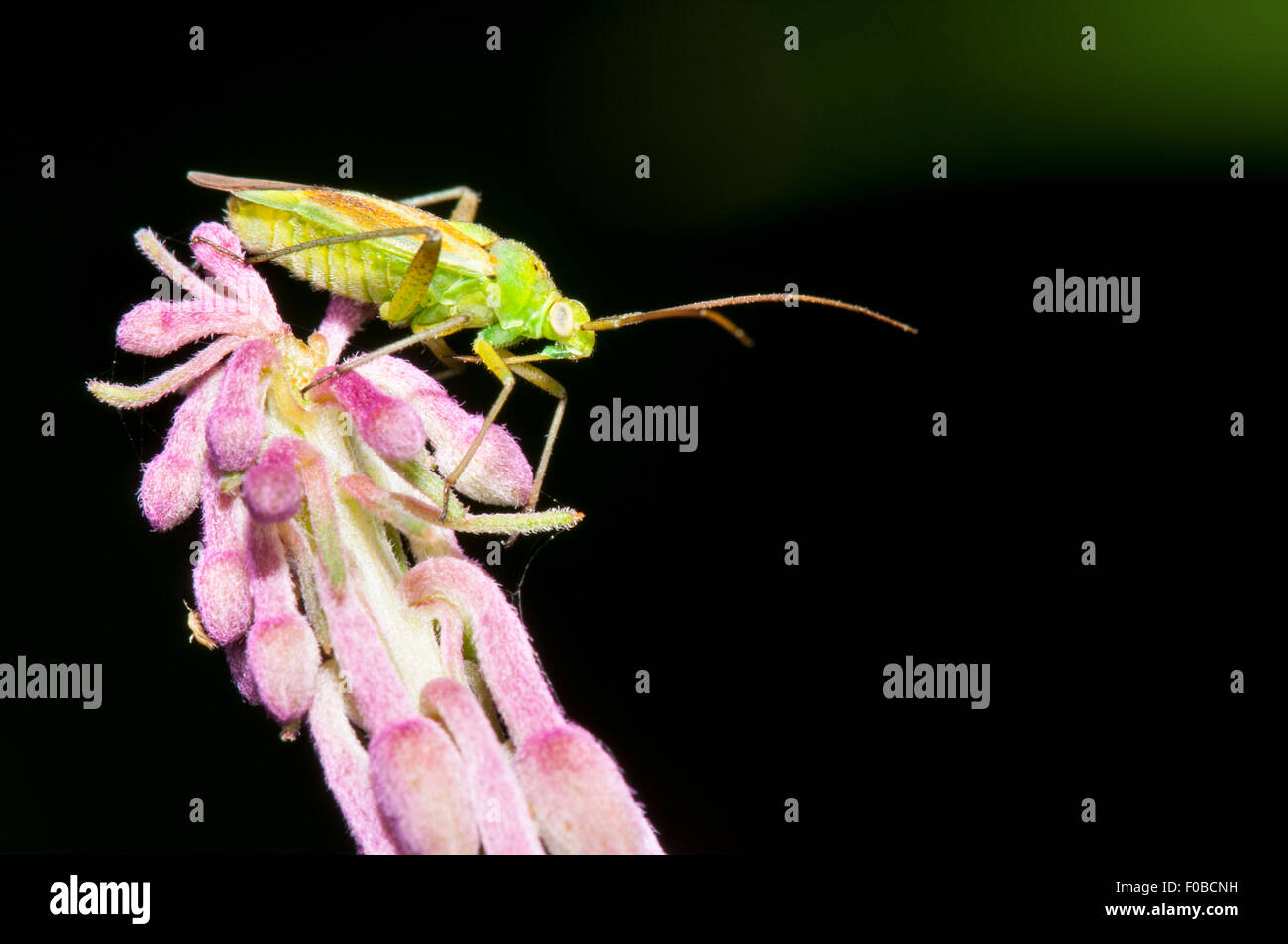 Capsid bug hi-res stock photography and images - Alamy