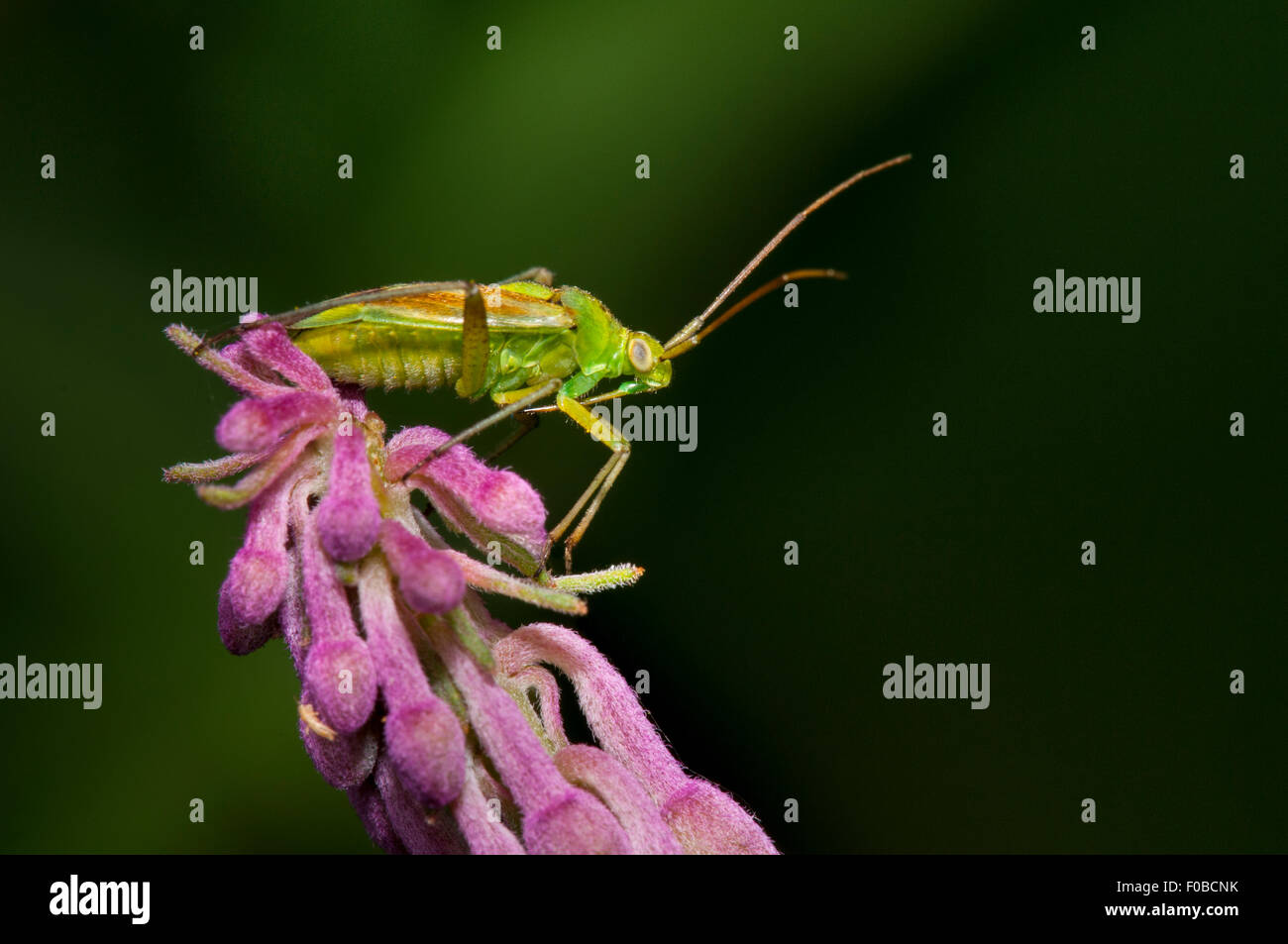Capsid bug hi-res stock photography and images - Alamy