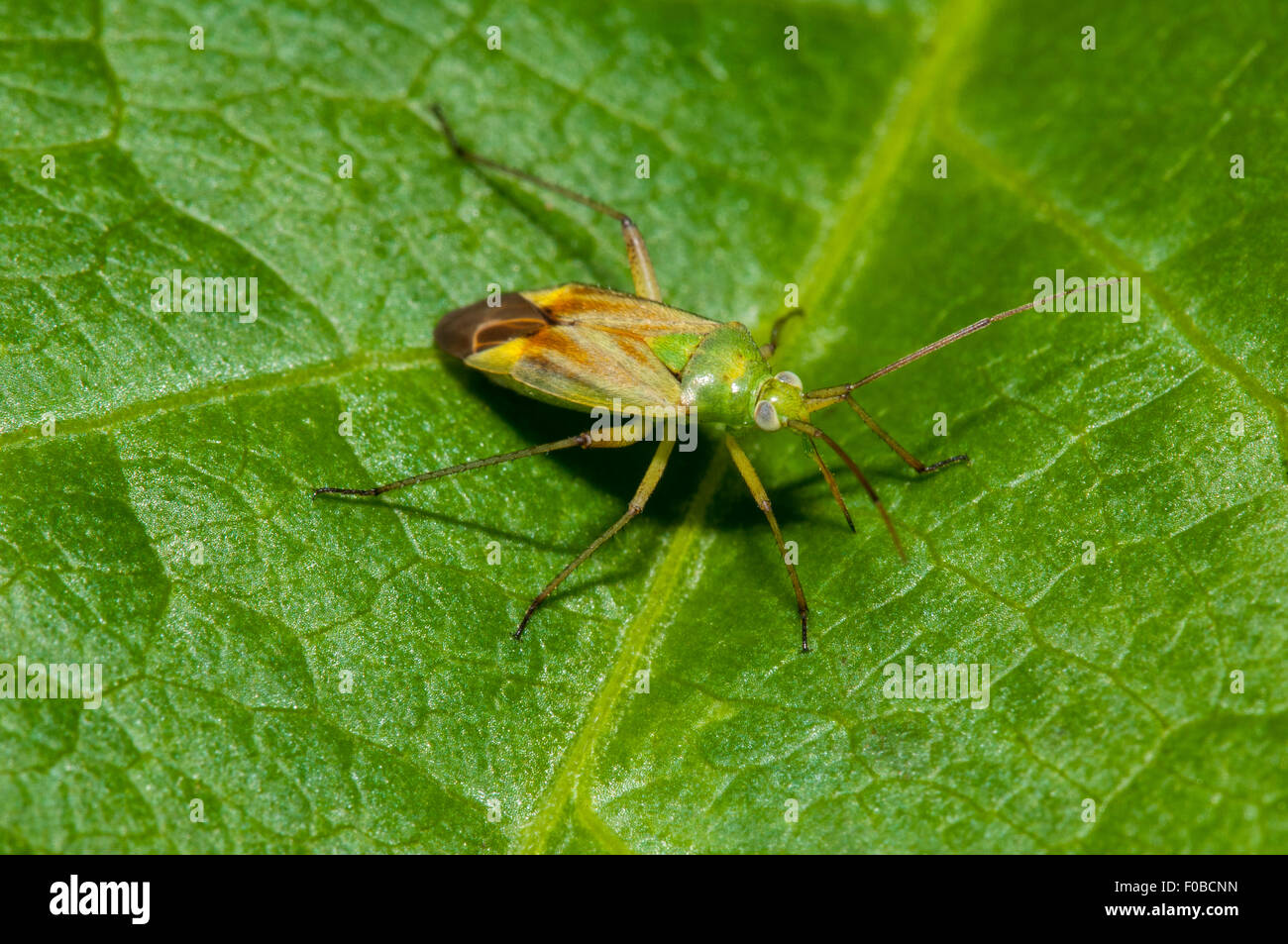 Capsid bug hi-res stock photography and images - Alamy