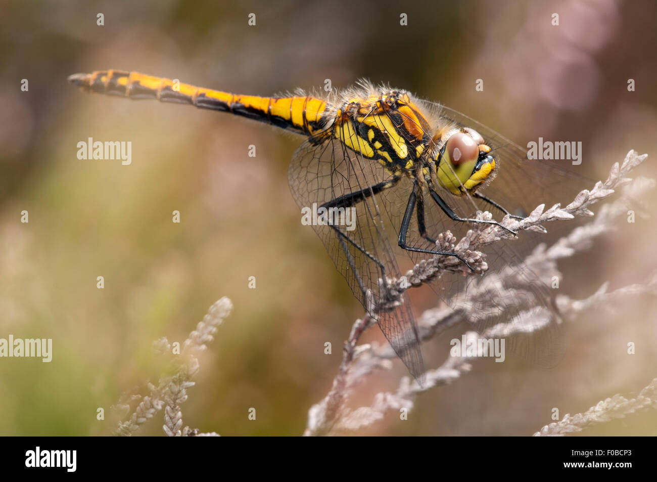 Black Darter dragonfly (Sympetrum danae) adult female perched on a ...