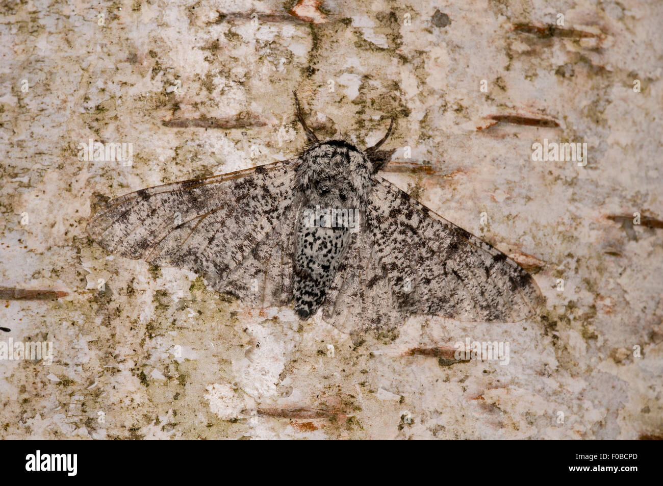 Moth biston betularia hi-res stock photography and images - Alamy