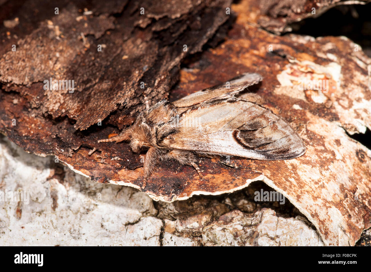 Pebble prominent moth hi-res stock photography and images - Alamy
