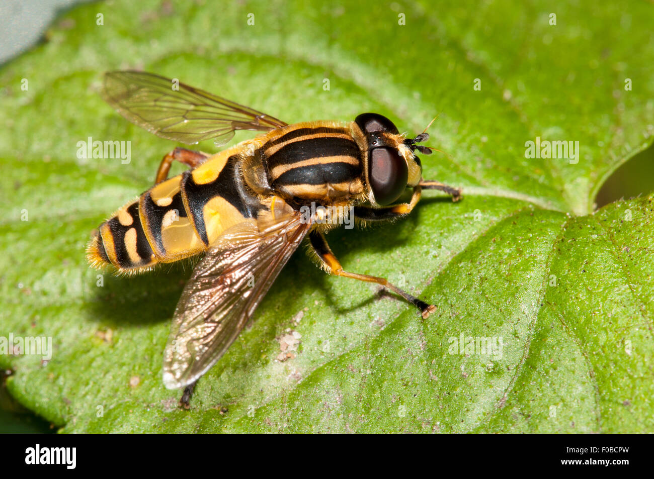 rindled hoverfly (Helophilus pendulus) adult perched on a leaf in a ...