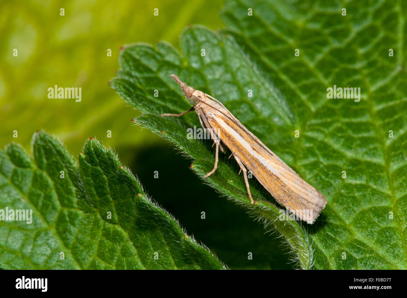 Micro moth Agriphila tristella adult perched on a leaf in a garden in ...
