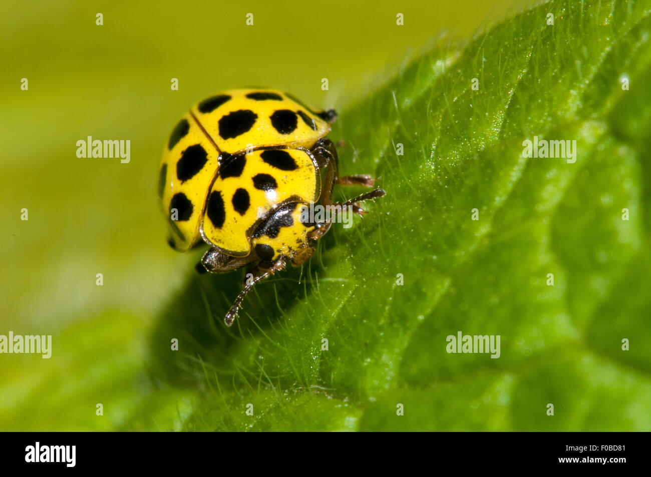 22 spot ladybird (psyllobora 22-punctata) adult clambering over a leaf ...