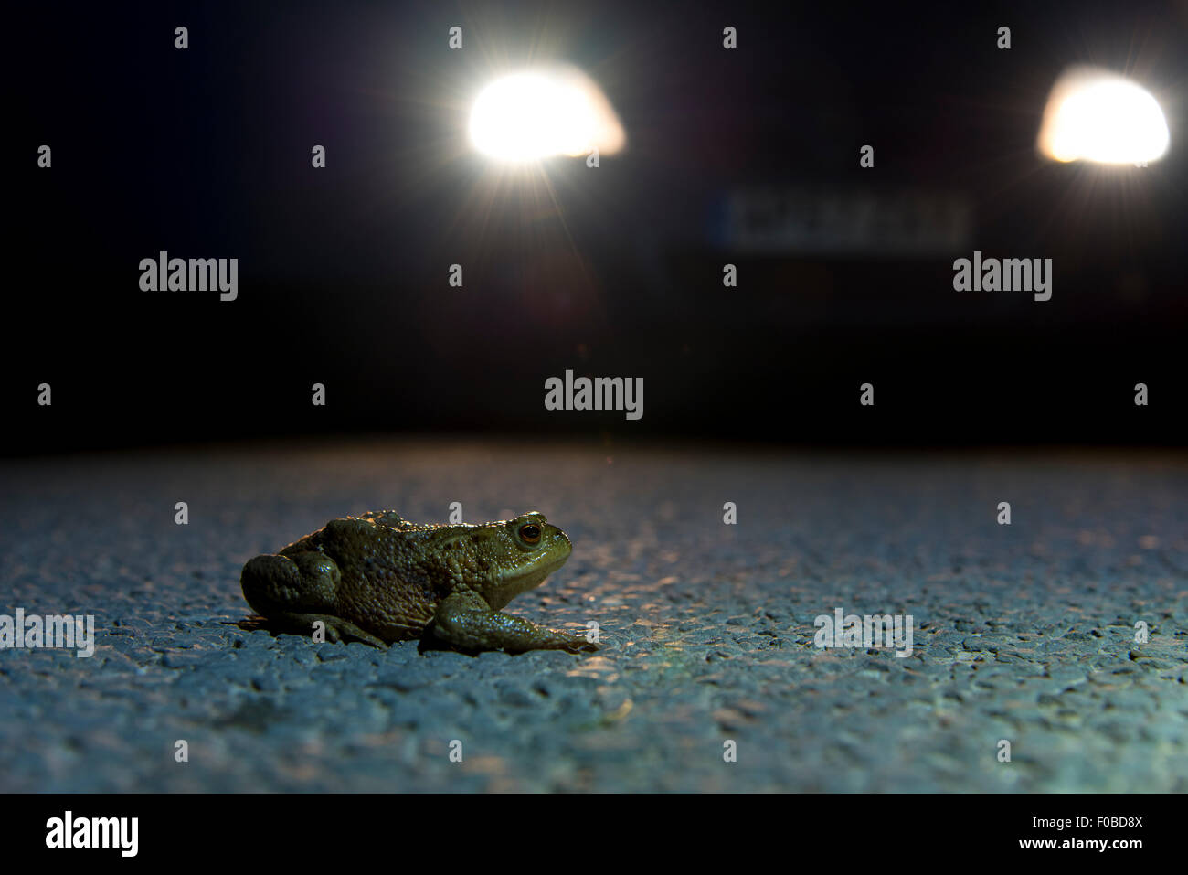 Common toad crossing road hi-res stock photography and images - Alamy