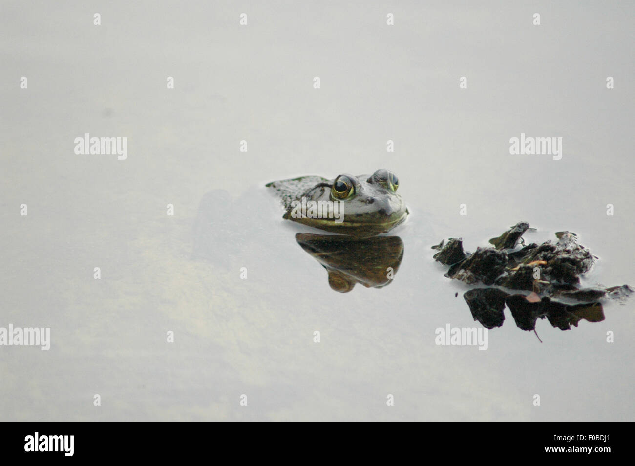 Canadian Frogs High Resolution Stock Photography and Images - Alamy