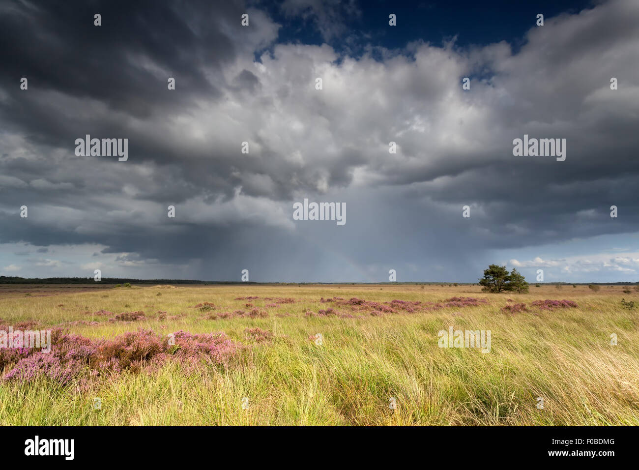 storm clouds over marsh with flowering heather in summer Stock Photo ...