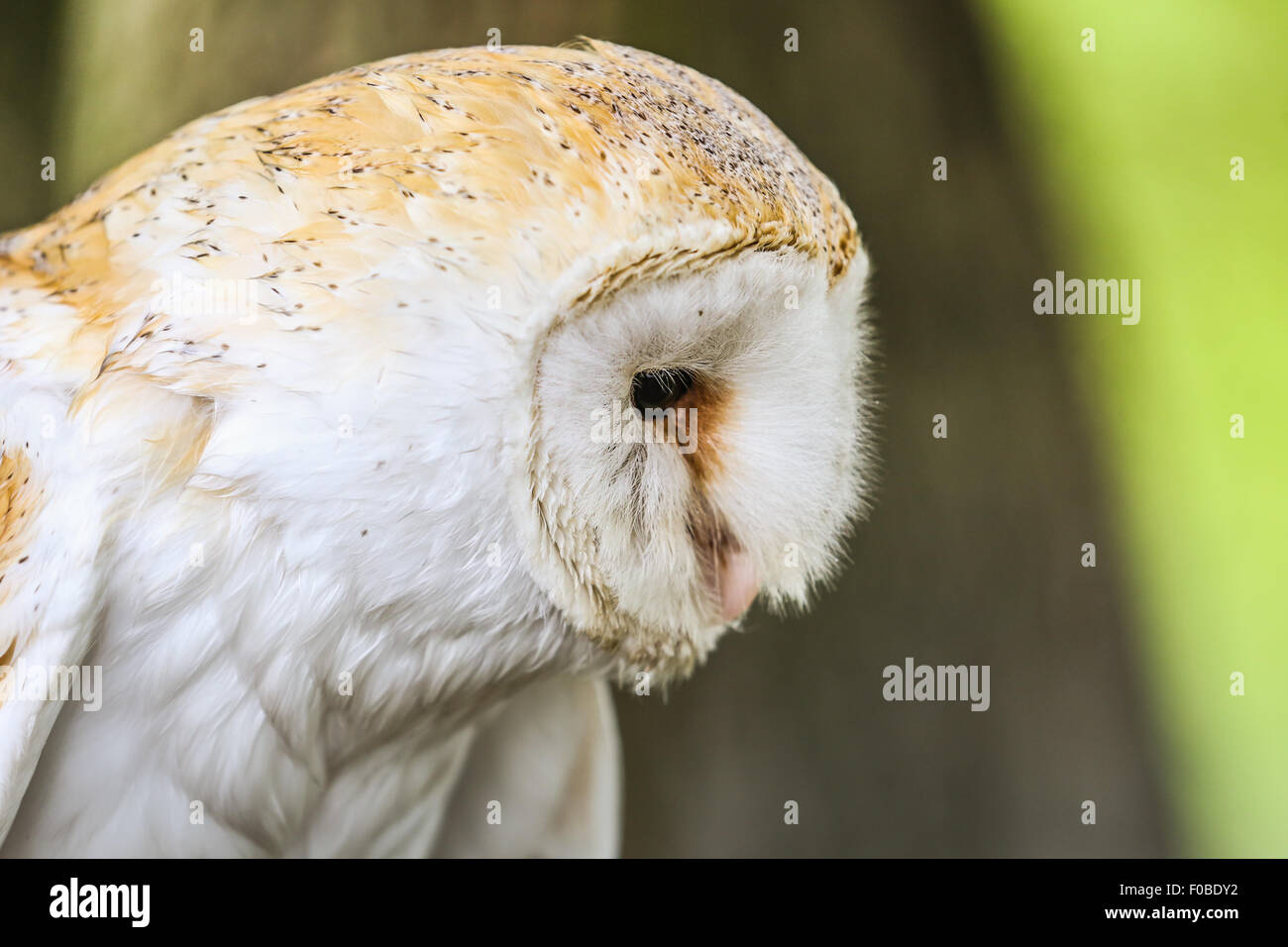Barn Owl - centered on the head and neck of the owl with a blurred ...