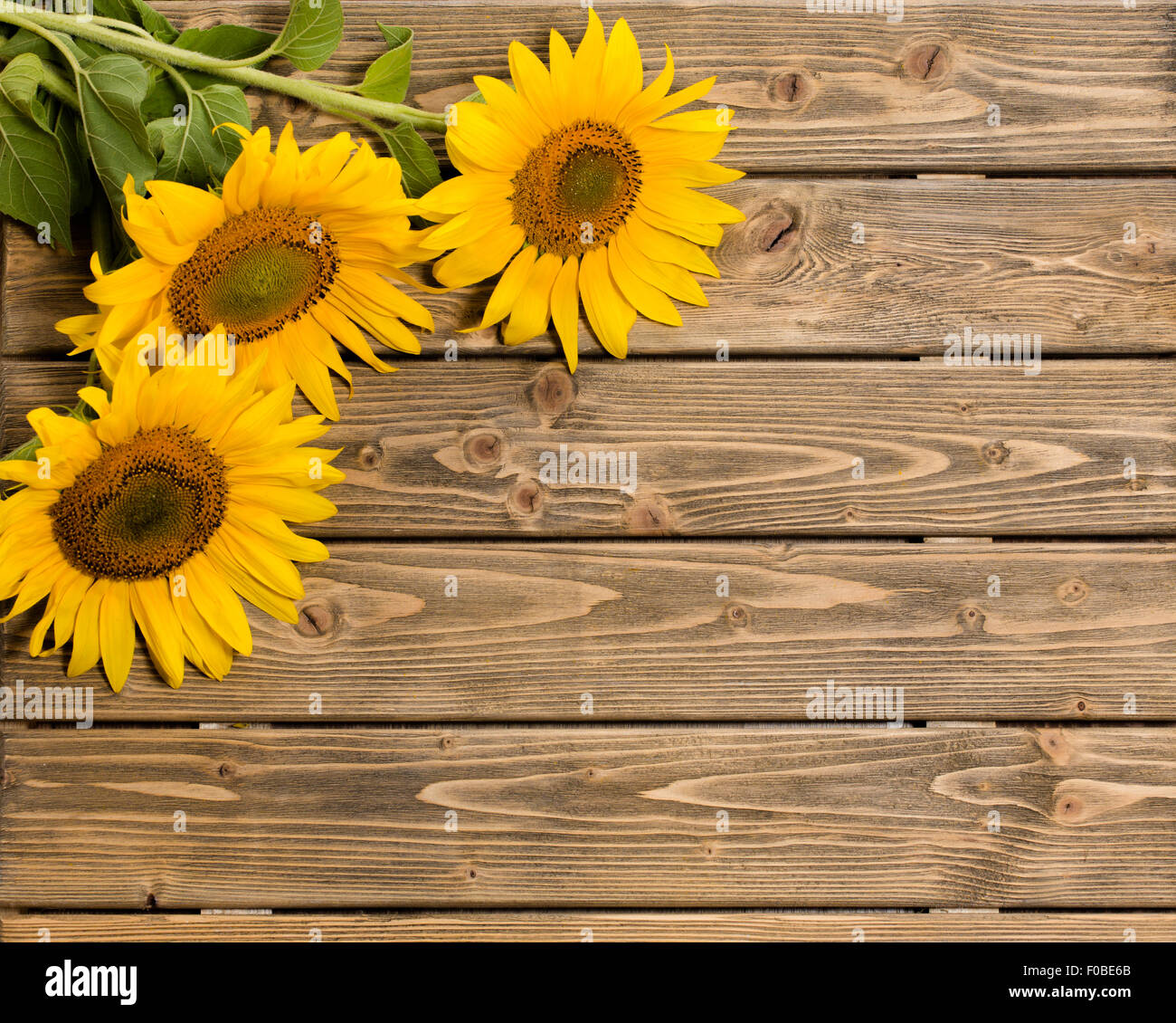 Sunflowers on wooden background Stock Photo - Alamy
