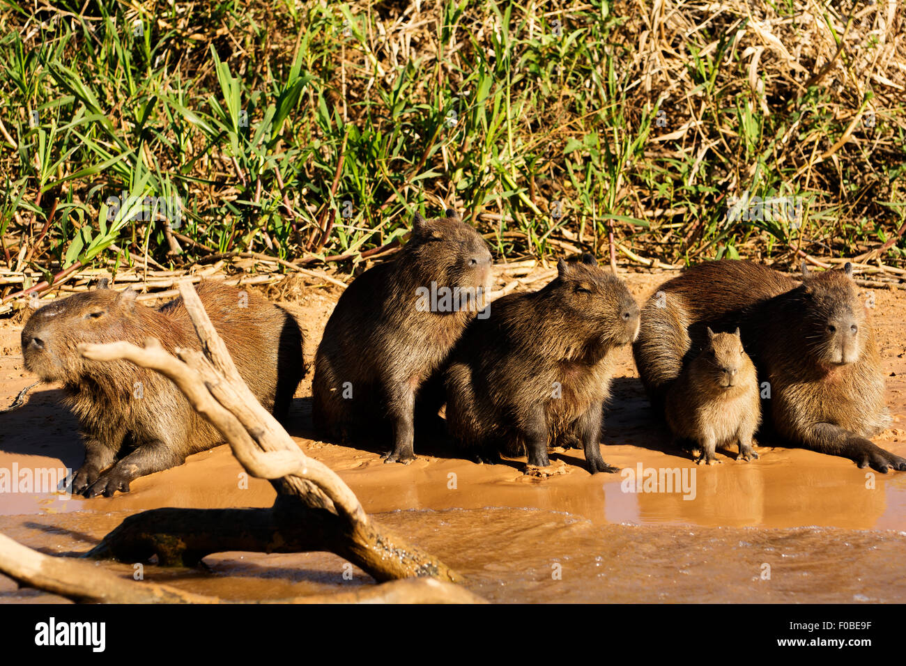 Capybara is the largest rodent in the world and abound in the rivers ...