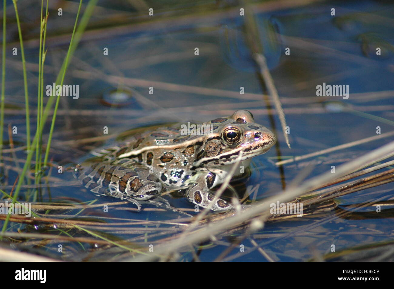 Boreal Chorus Frog High Resolution Stock Photography and Images - Alamy