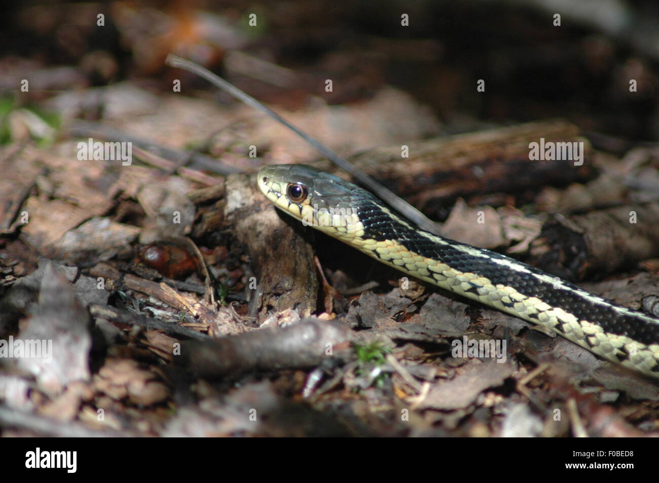 Eastern Garter Snake Stock Photo - Alamy