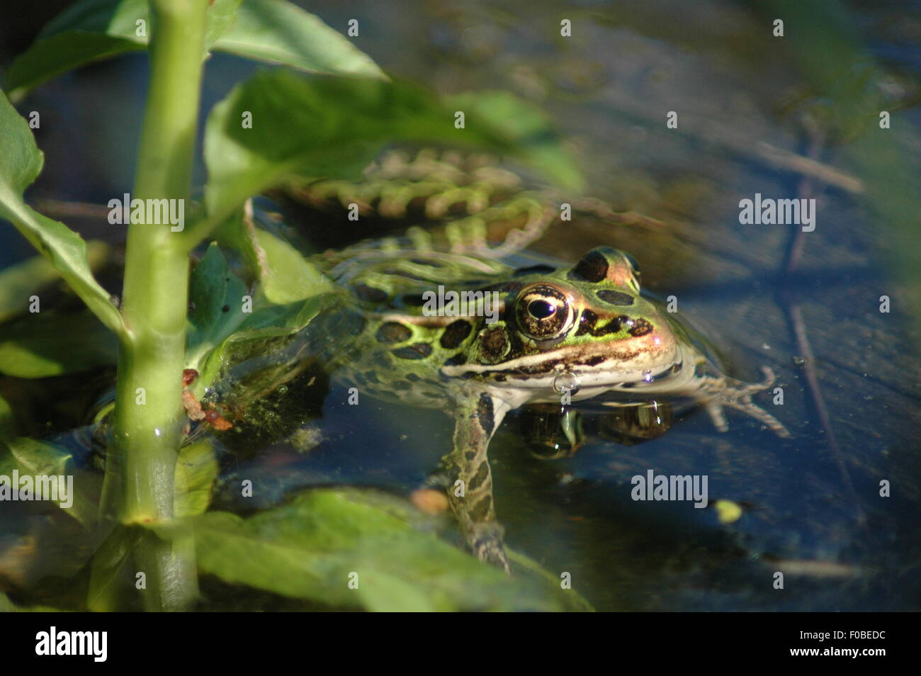 Canada frog hi-res stock photography and images - Alamy