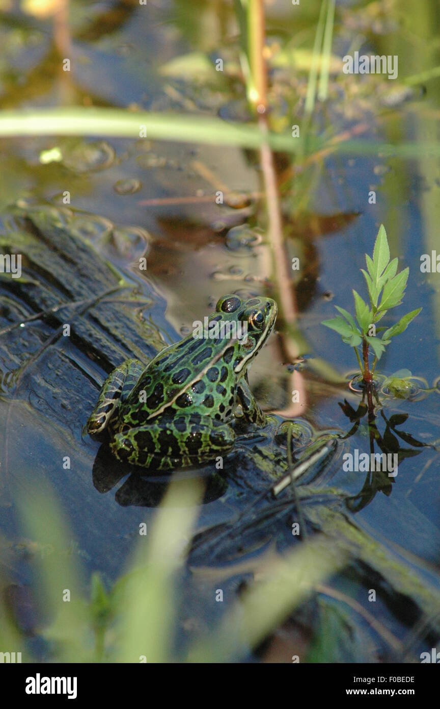 Canada frog hi-res stock photography and images - Alamy