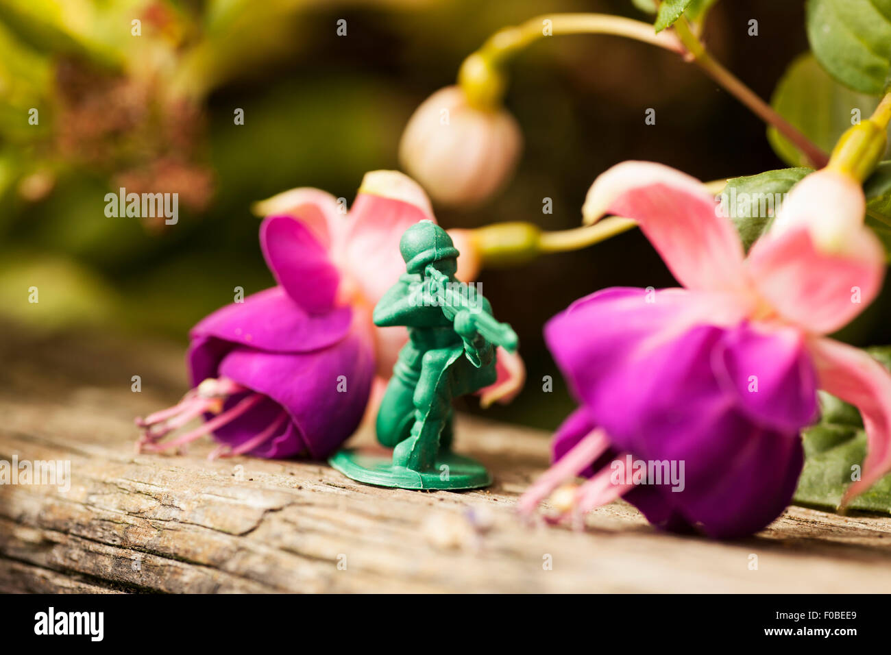 Green plastic toy soldiers/army men on a mission in the back garden ...
