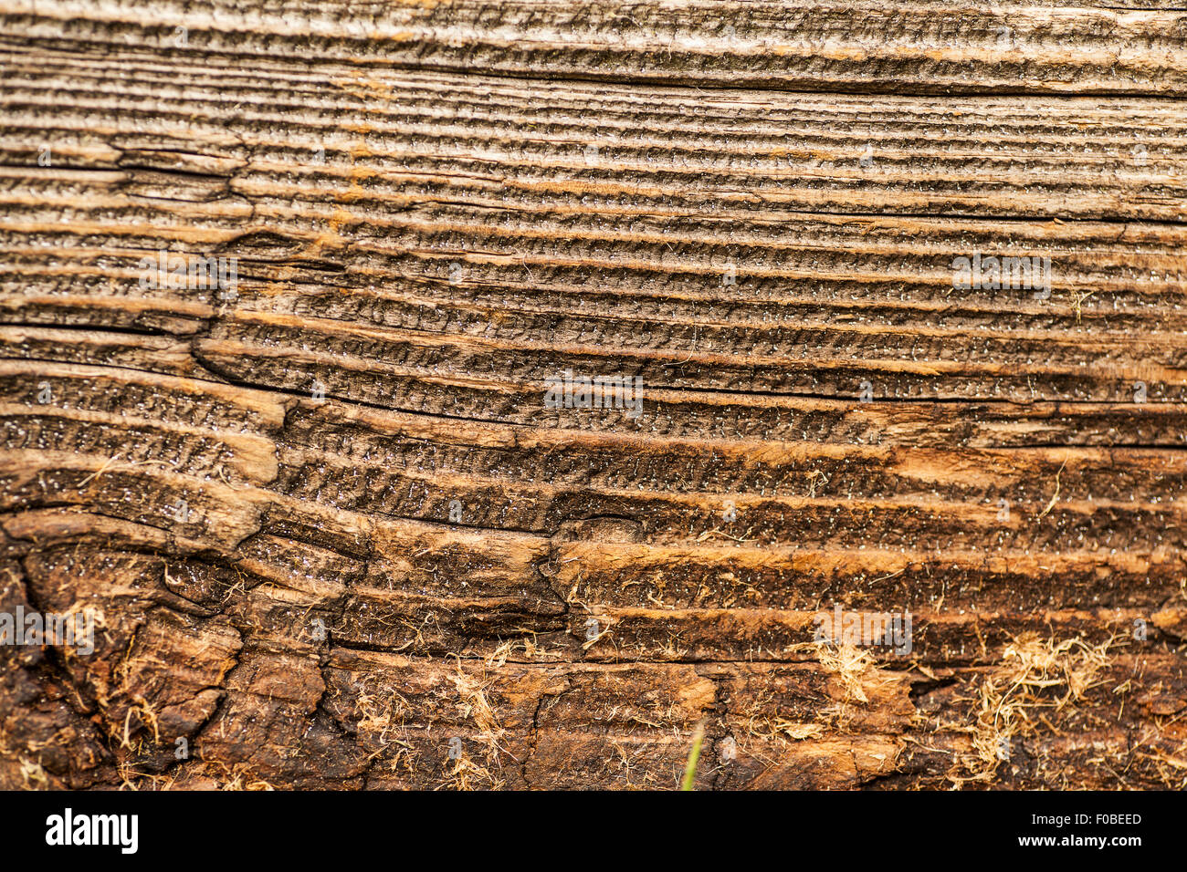 Deep wood grain texture on a piece of weathered wood Stock Photo - Alamy