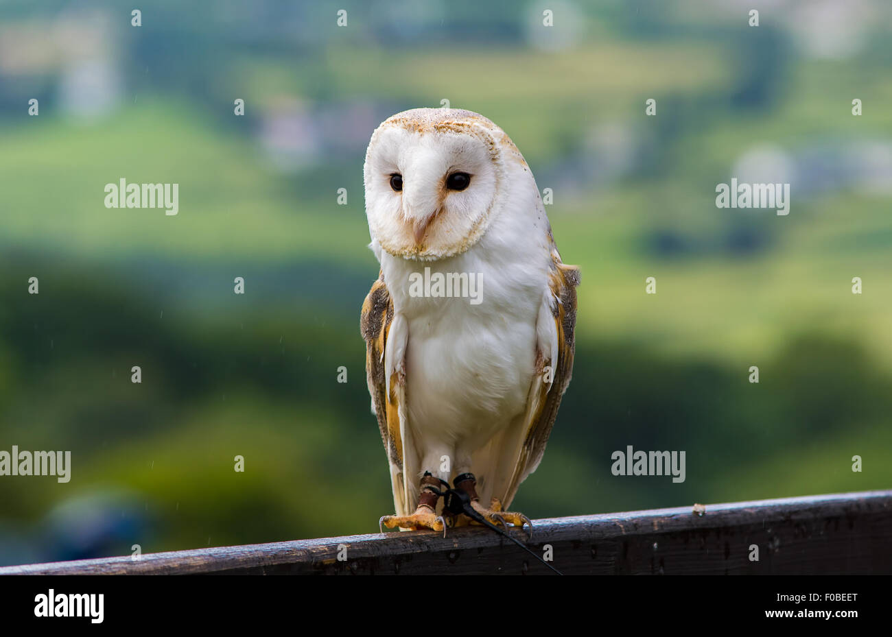 Barn Owl perched on a fence Stock Photo - Alamy