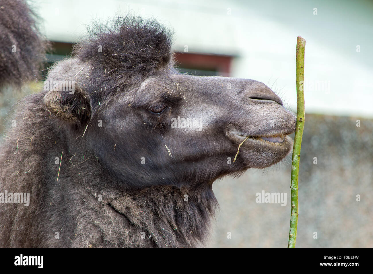 Camel hair hi-res stock photography and images - Alamy