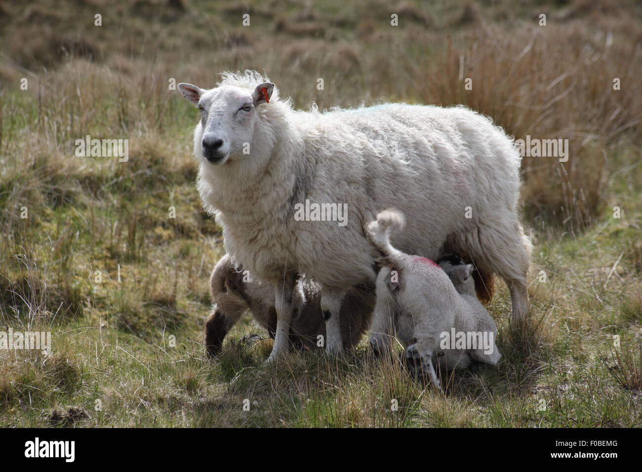 Ewe and twin lambs feeding,grass background,lleyn sheep on isle of Skye ...