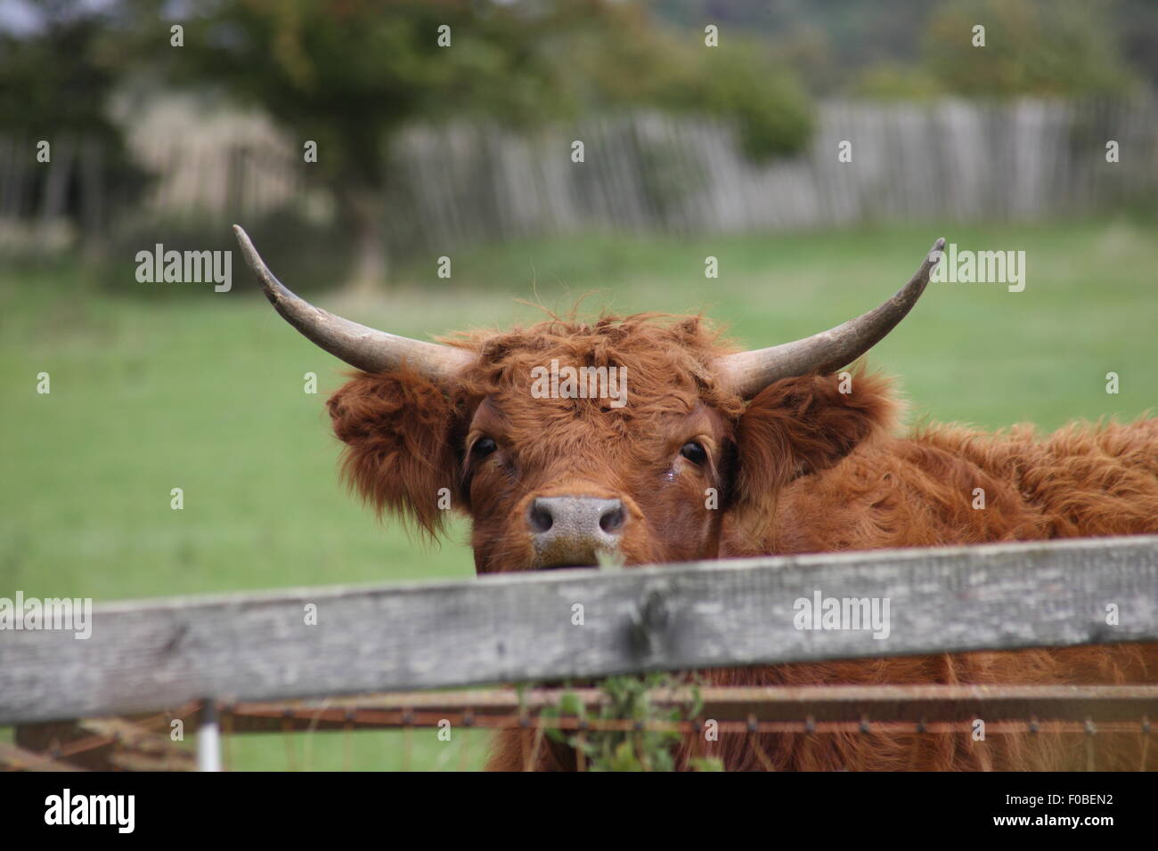 Cow looking over fence hi-res stock photography and images - Alamy
