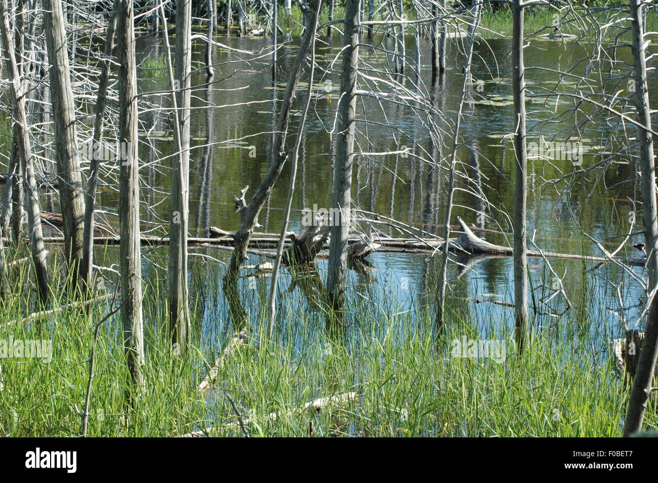 Woodland swamp hi-res stock photography and images - Alamy